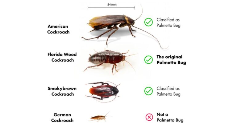 Comprehensive Guide to Getting Rid of Palmetto Bugs